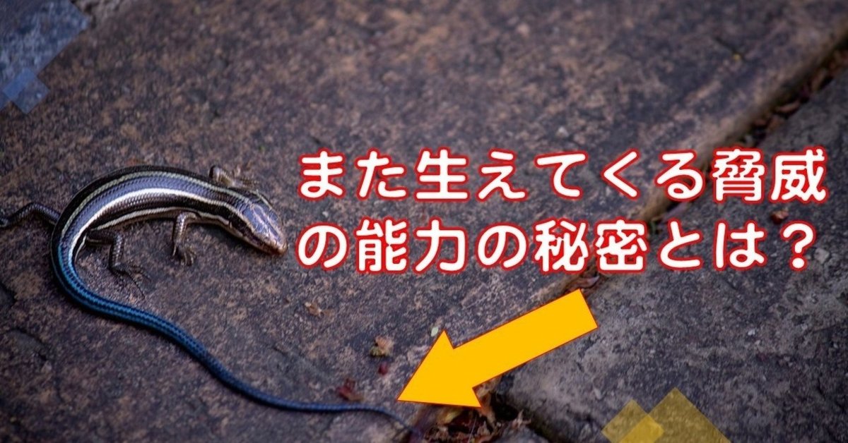 なぜトカゲのしっぽは生えてくる？ その仕組みに迫る！｜オモシロなんでも雑学™【公式】
