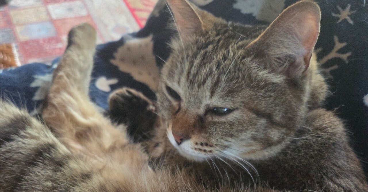 本日の晩御飯[7/4]｜kei1diablo