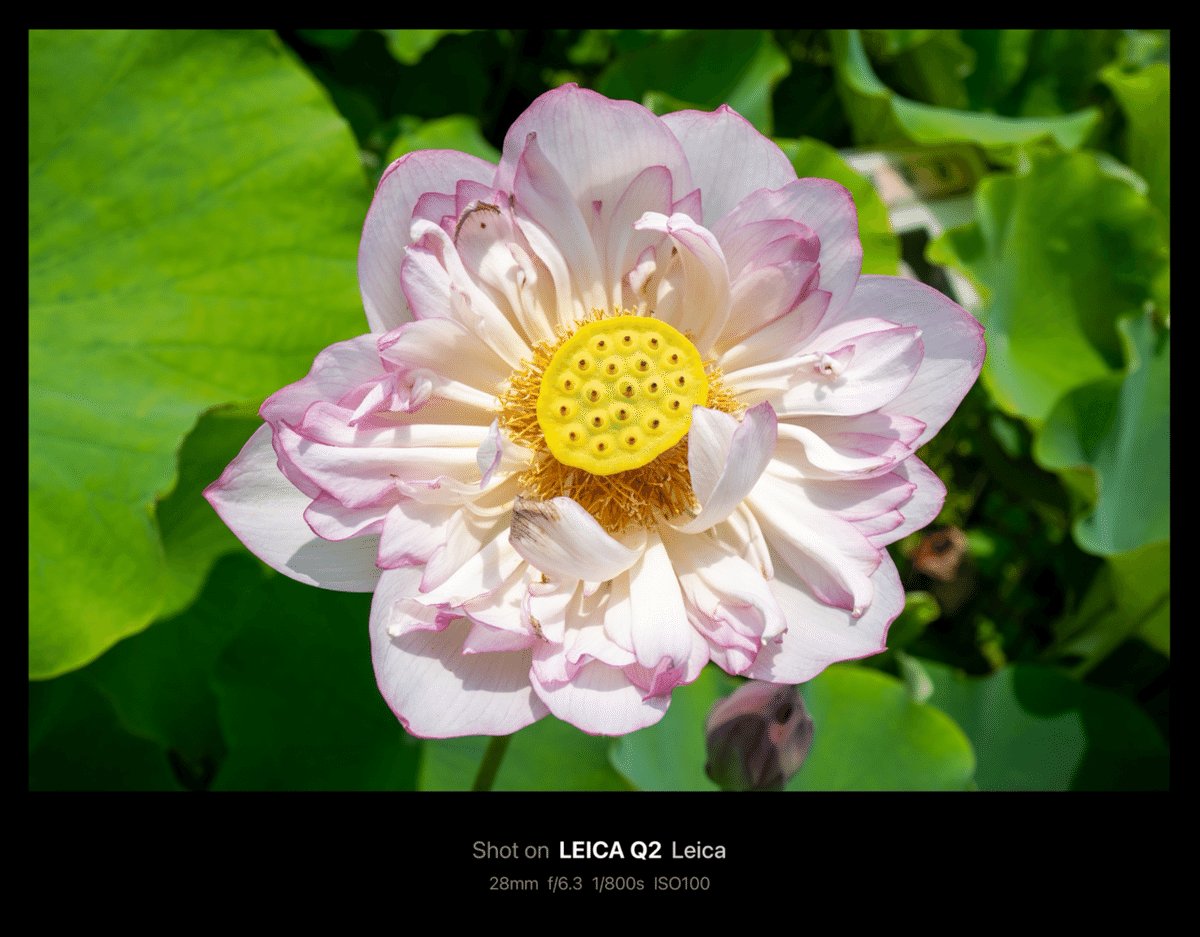 古代蓮の里 行田タワー / Ancient Lotus Park, Gyoda Tower【2025】(Saitama, Japan)｜N ...