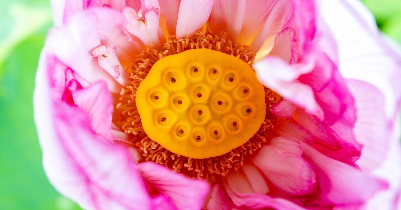 古代蓮の里 行田タワー / Ancient Lotus Park, Gyoda Tower【2025】(Saitama, Japan)｜N ...