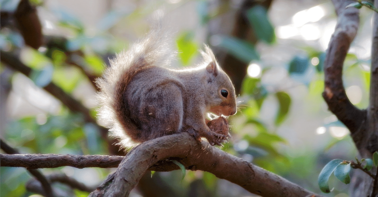 中性脂肪｜Torico