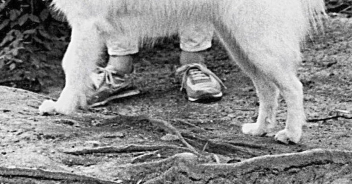 「With The Dogs」 夏の陽｜Rabi Sato