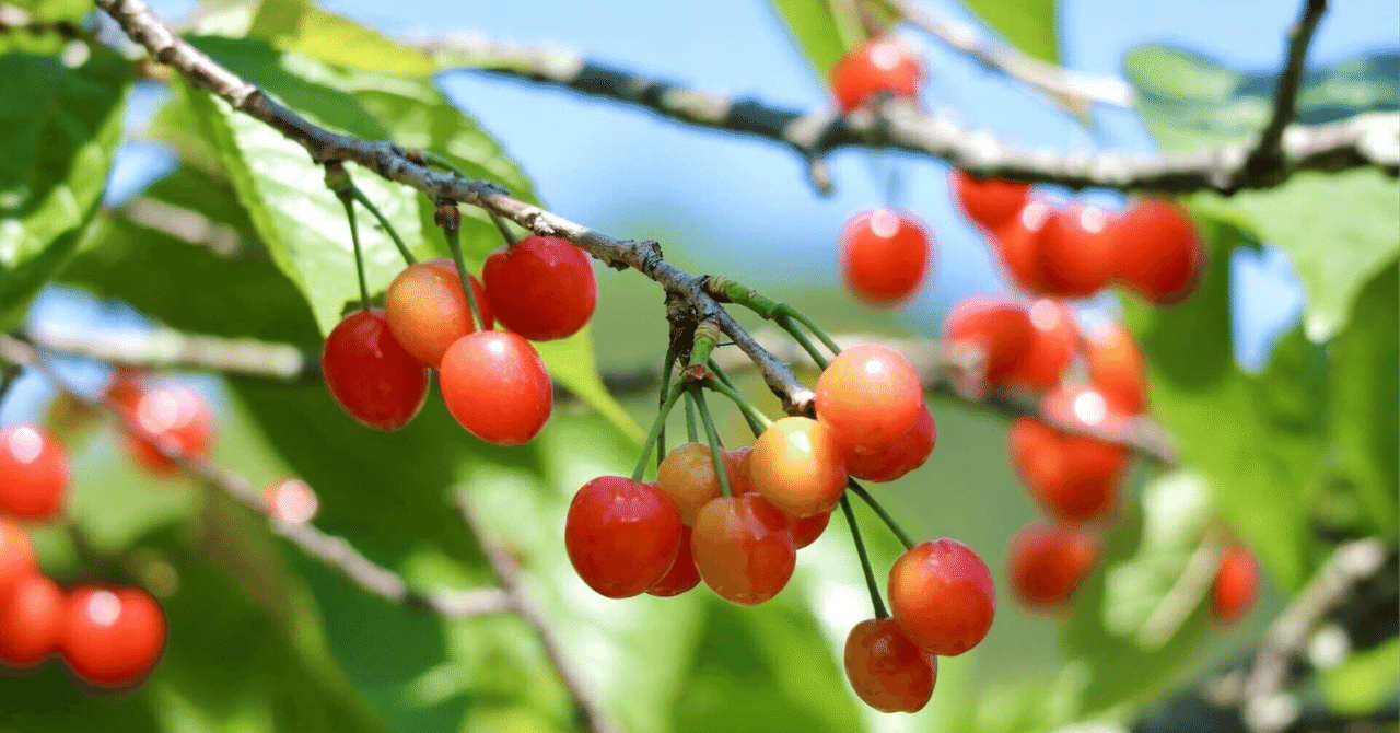 さくらんぼと貨幣経済の話｜tsuyoshi