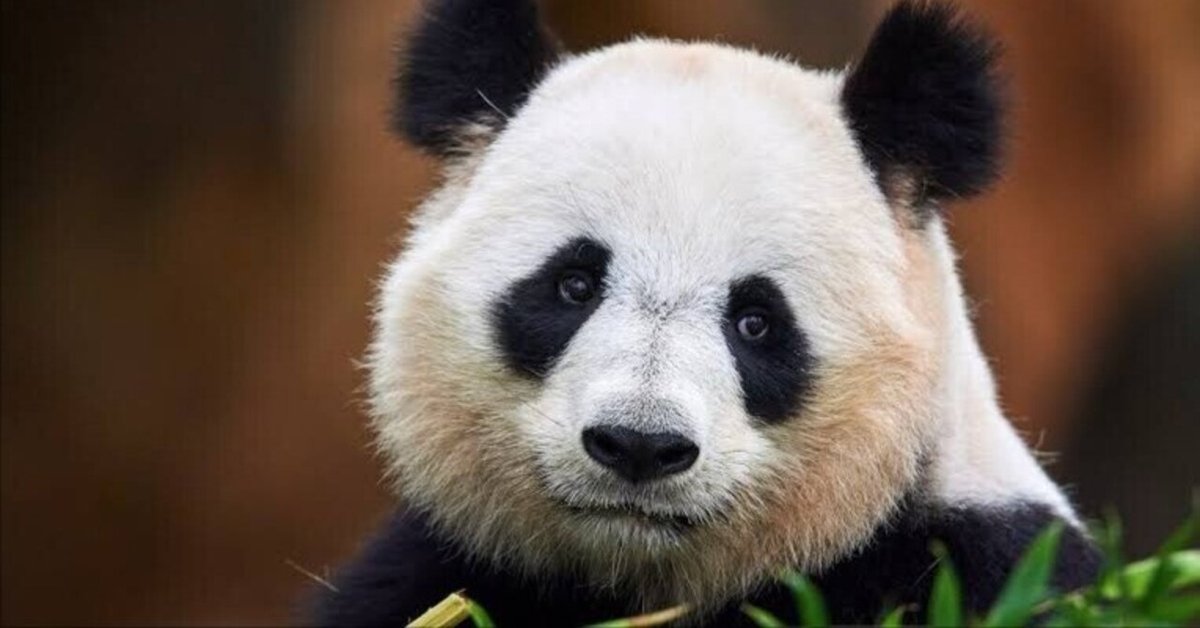 パンダ嫌い｜David-junde