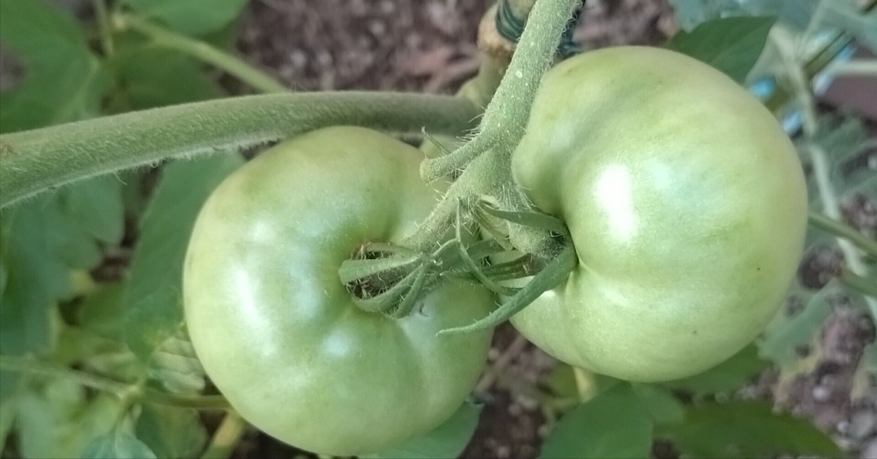 日記2025/07/06｜HRSD-note