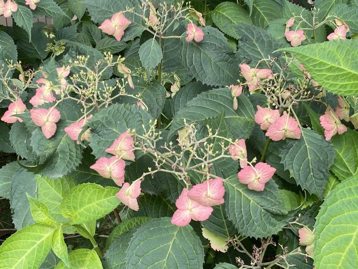 しなだれたピンクの紫陽花｜之哲／Yuki Satoru