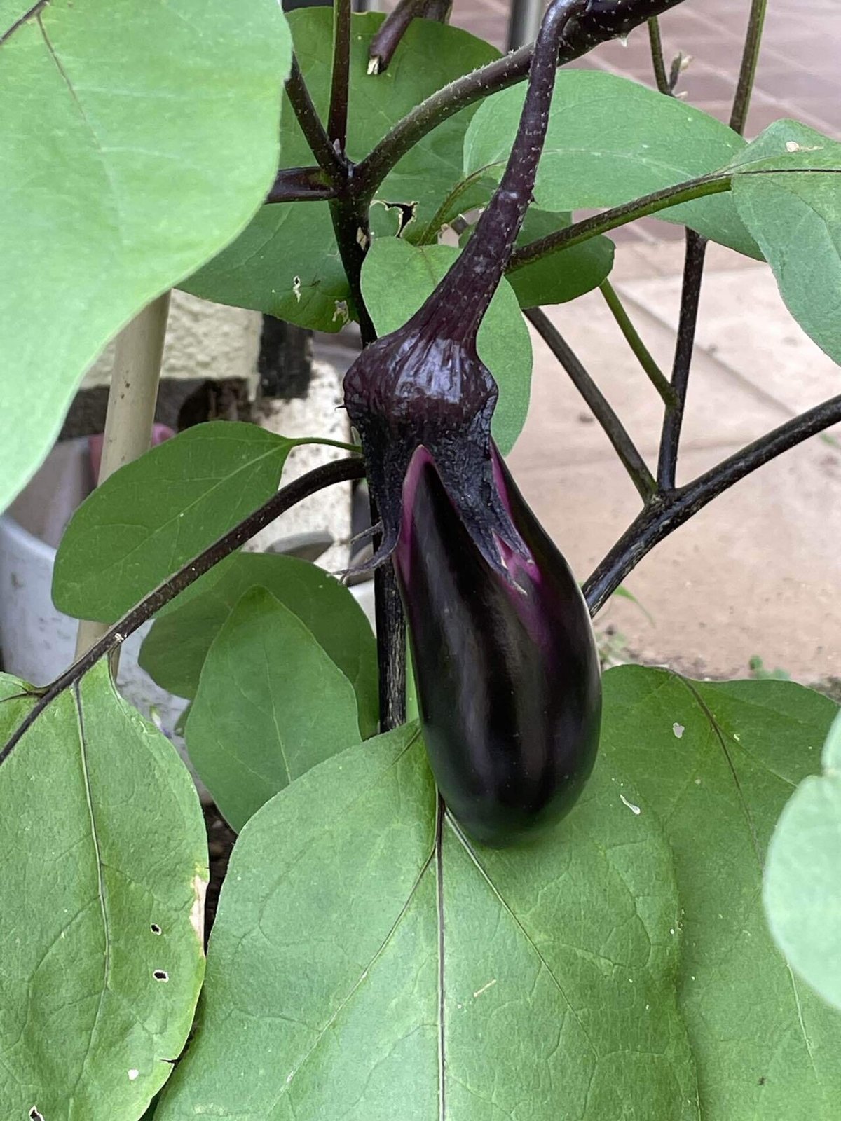 なすときゅうり｜junjunn