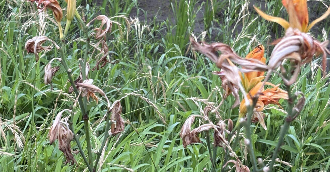 つれうつれ日記｜hidetaka yamaguchi