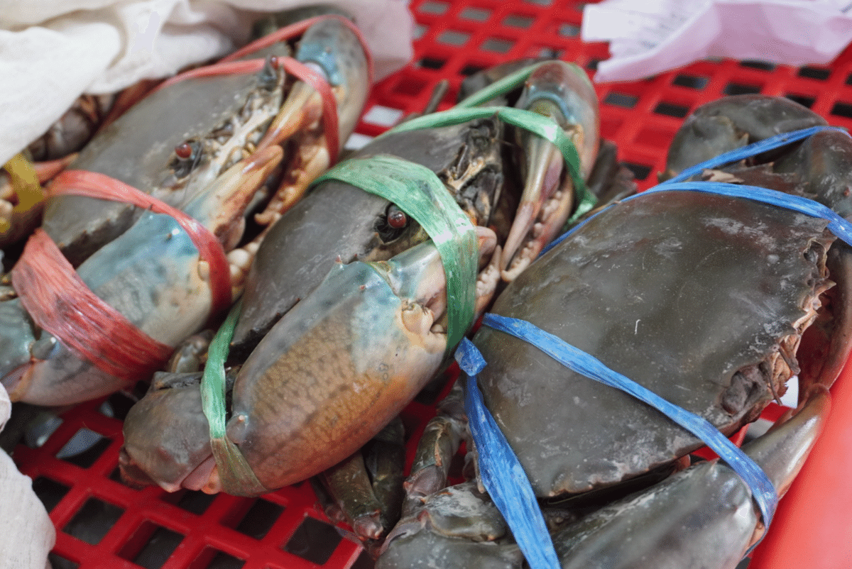 [バンコクグルメ]Chula 50 Kitchenで激安＆絶品！🦀プーパッポンカリーとカニ炒飯を堪能🍛｜Mia -タイに住む現地採用OL-