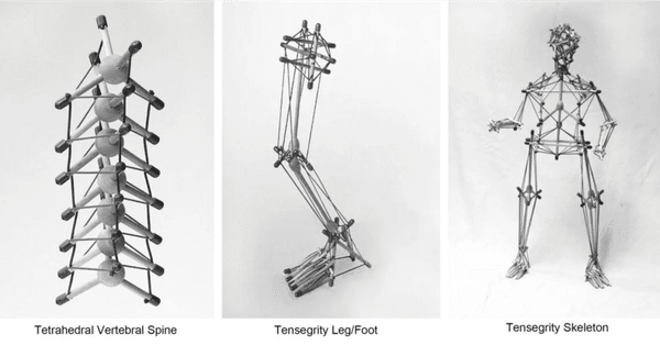 人体のテンセグリティ - 2025-07｜續池均（kintsuzuike）@MTR Method Lab®︎｜note