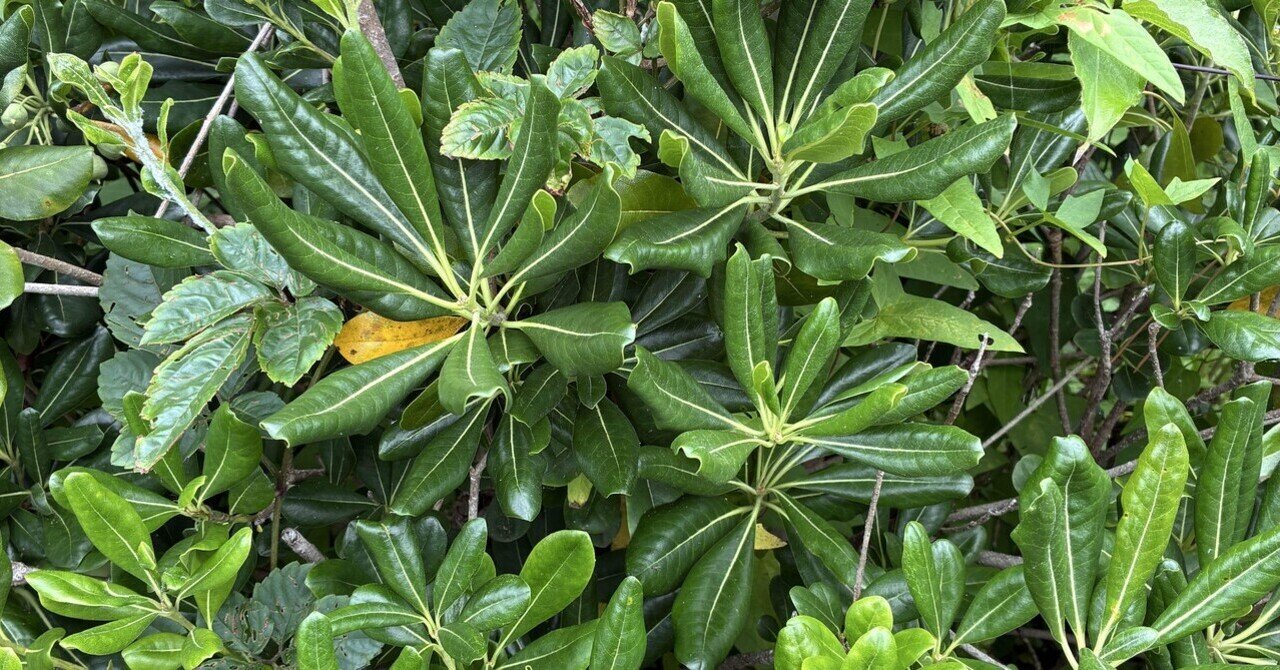 なんだか世知辛い。でも｜アイちゃん-なんでもない人のnote-