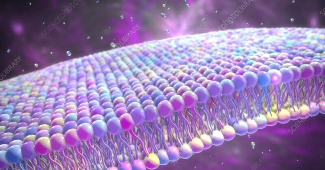 真核細胞と細胞小器官、生体膜 (Eukaryotic cells, Organelles and the Biological ...