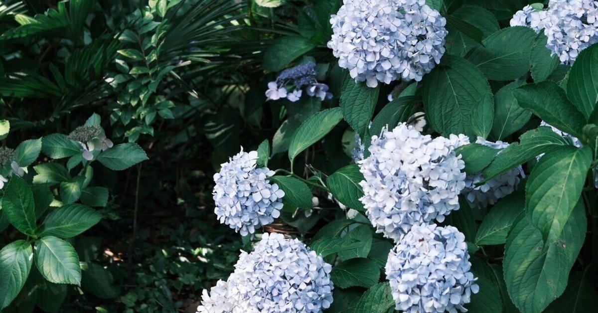 自己紹介 | ISFJ | 看護師 | 初めてのnote｜lush_briony3055