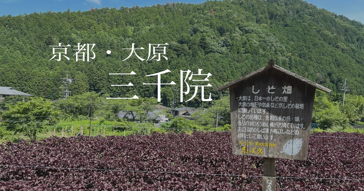 緑とあじさいに癒される！親子で感じる初夏の三千院｜さや暮らし帖