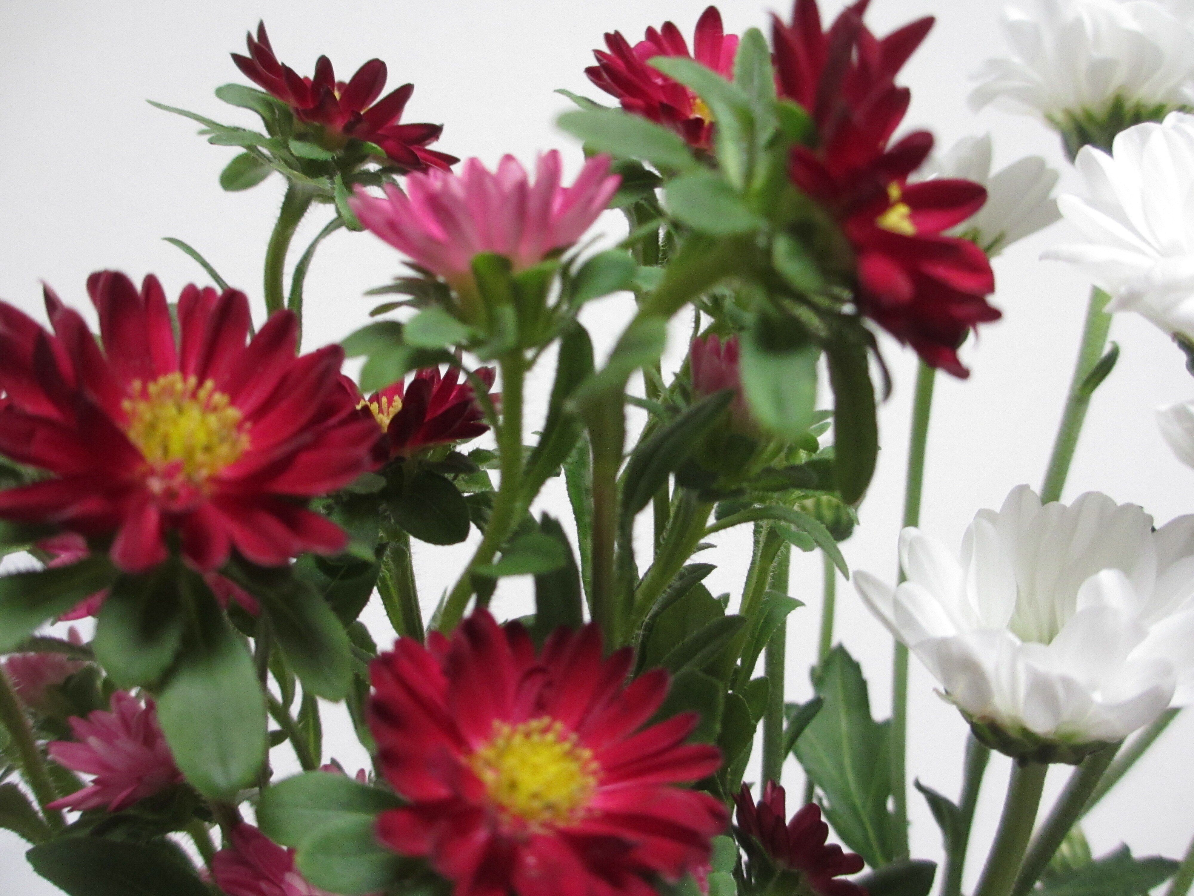 1826回目 7月8日（火）今日の花｜市川裕子