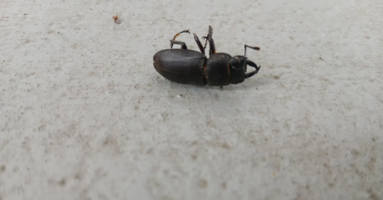 耳鳴り潰し450（The saw stag beetle lay fallen, its mandibles closed.）｜泥辺五郎