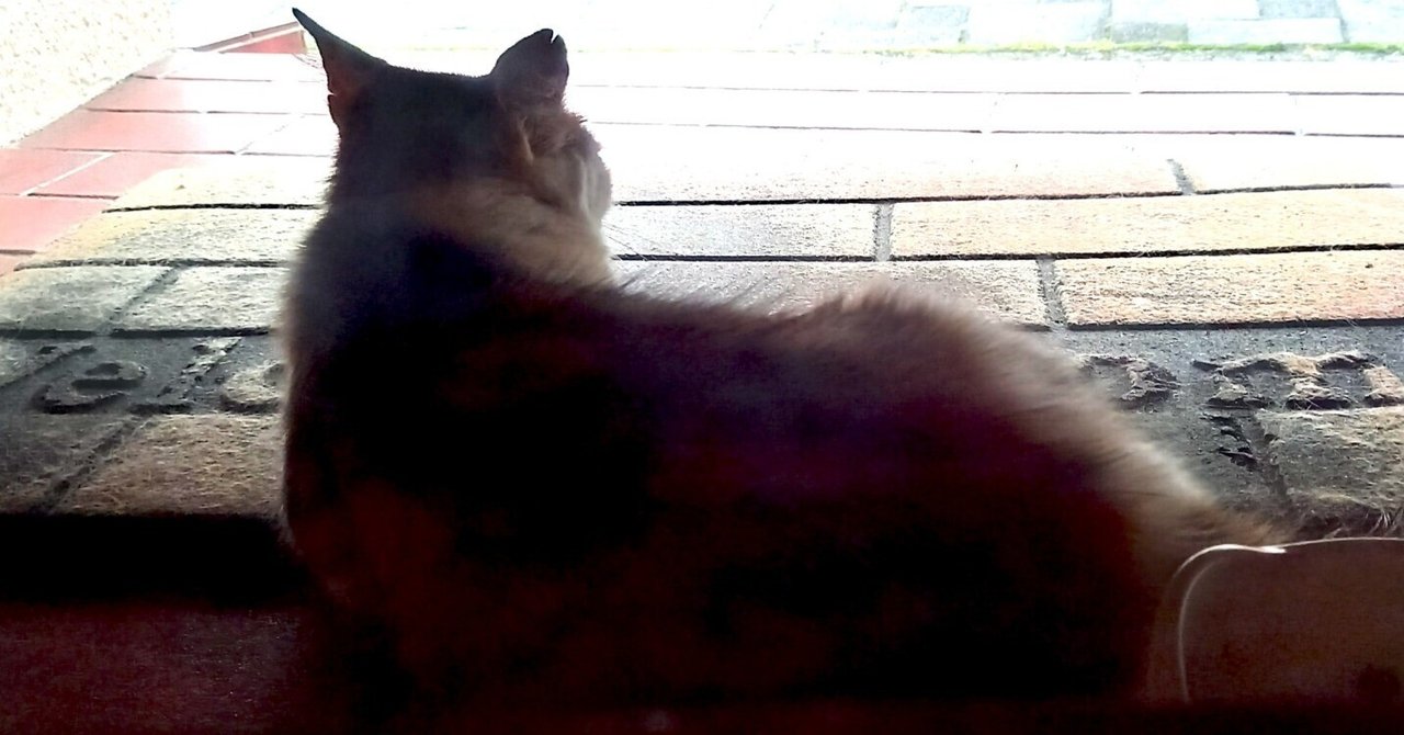 TNR活動紹介です(=^・^=)｜NPO法人あおぞら