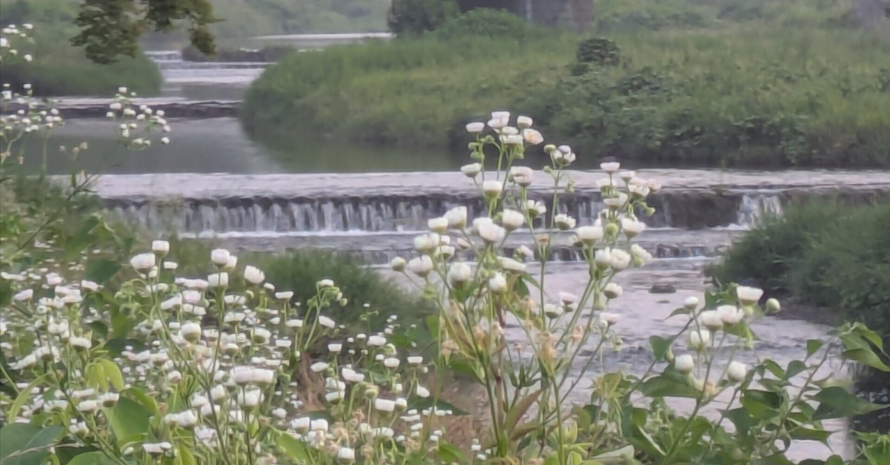 第4巻歌番号563番 歌/作者 坂上郎女｜ichiro70