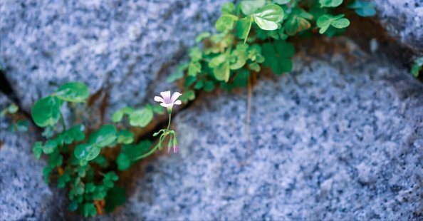 MIZ-HSPと手帳-｜note