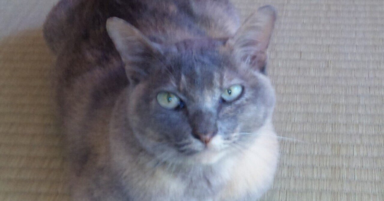 猫じゃらしズム トランプと州判事｜仁吾巴 妍 niaha ken