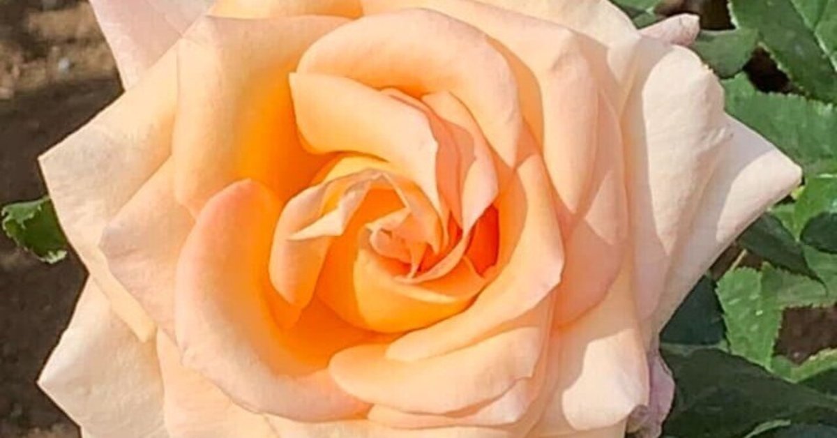 「彼」という宇宙に恋をして―わたしが魂の愛に出会った日｜Mickey Rose