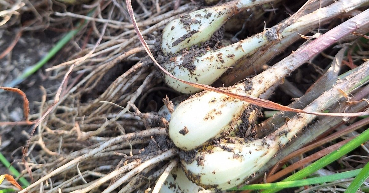 家庭菜園の「らっきょう」づくりで思ったことw｜kyoko_baba