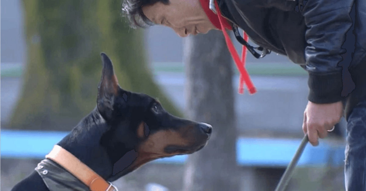 シニアドッグサポーター制度①「NPO法人DOG DUCAの取り組みと、高齢の保護犬が置かれている現状」｜TEPESO MAGAZINE