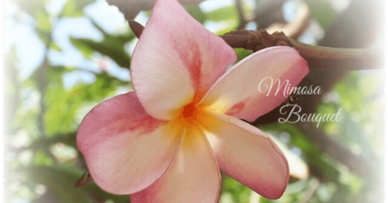 Mimosa's Healing Photo🌺プルメリア／Plumeria｜ヒーラー人生を謳歌するMimosa ミモザ