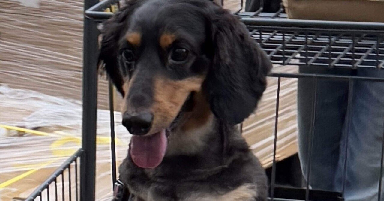 仕事場とコタロー｜KASA@BREAK BACK