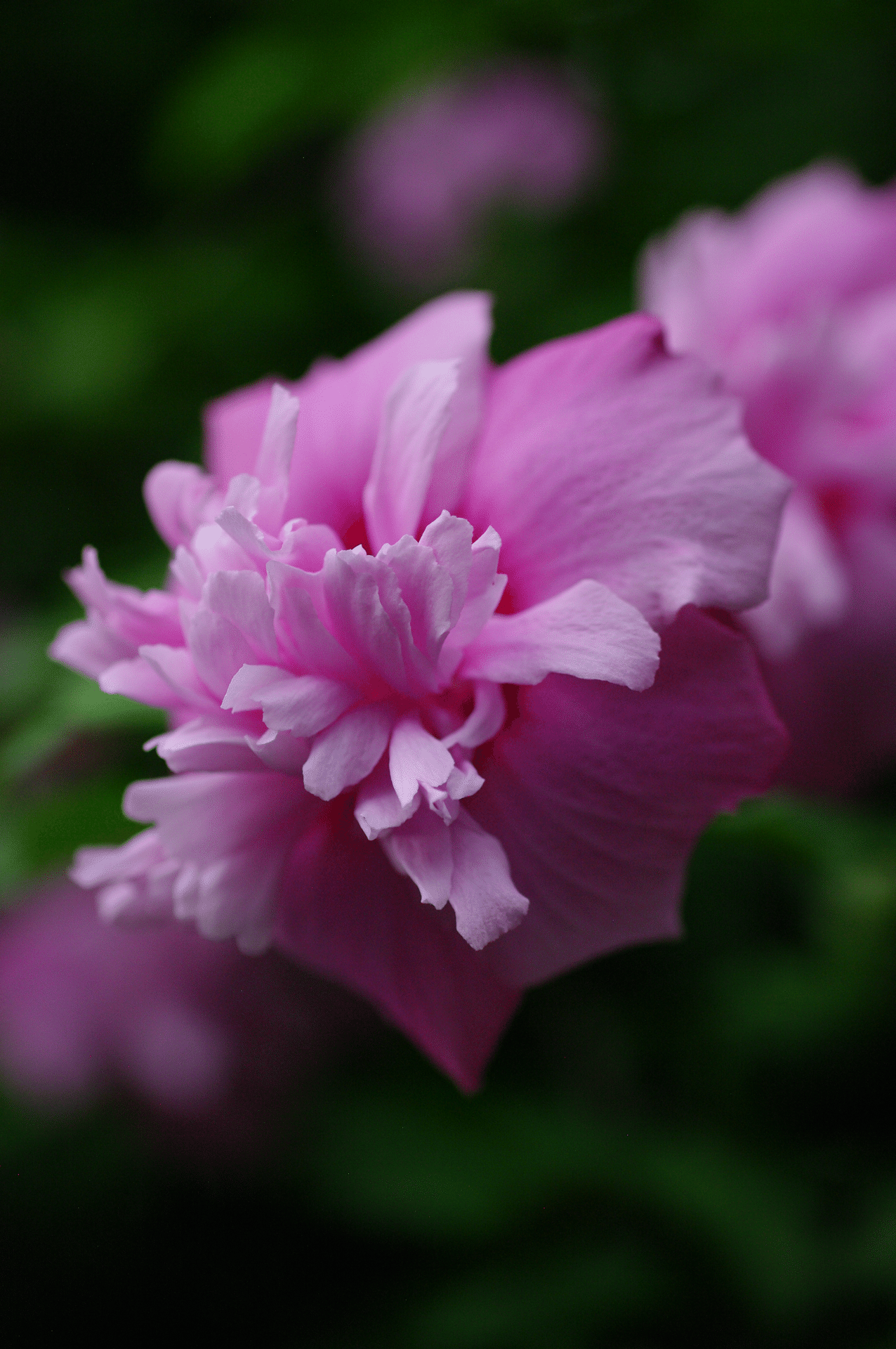 朝散歩。PENTAX K20D-Wで撮る花。 これはクセになる。｜むらしょう(Sho Nishimura)