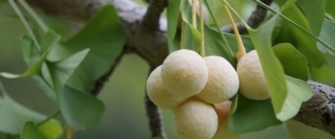 銀杏実る｜yasuu_kusayan｜note