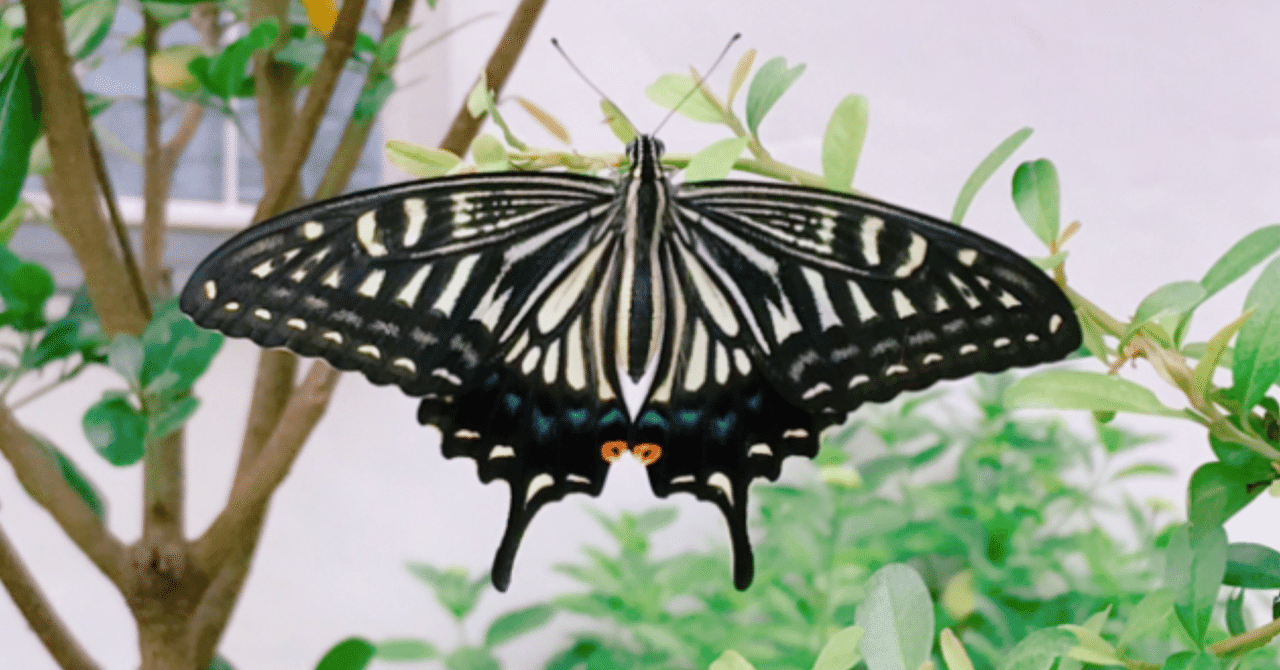 アゲハ蝶の成長記録 13日目｜黒い幼虫から少し大きくなった様子｜川満憲忠(かわみつのりただ)