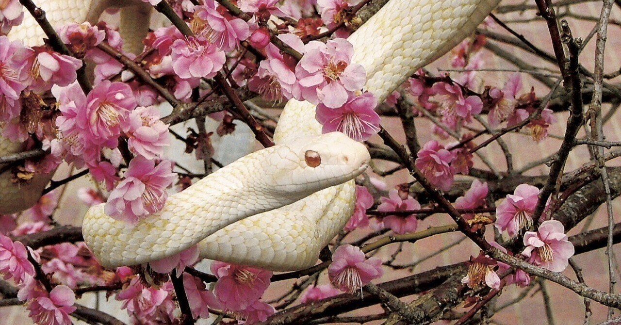 売った愛と売れなかった優しさ｜Ayato Mizuki (中卒)