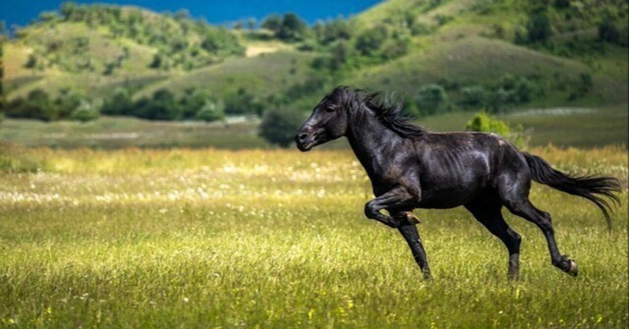 2025/07/13 G3 七夕賞｜獅子の【JRA無料重賞予想】