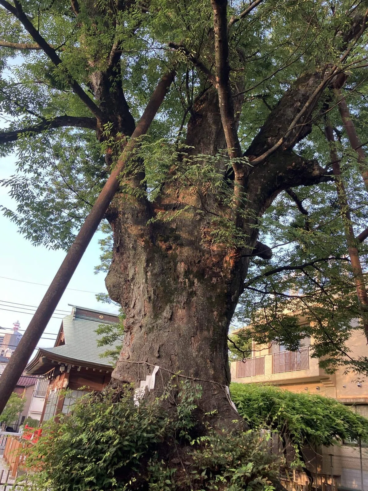 練馬の風景〜白山神社の大欅 Scenery of Nerima 〜 The Big Zelkova Tree at Nerima ...