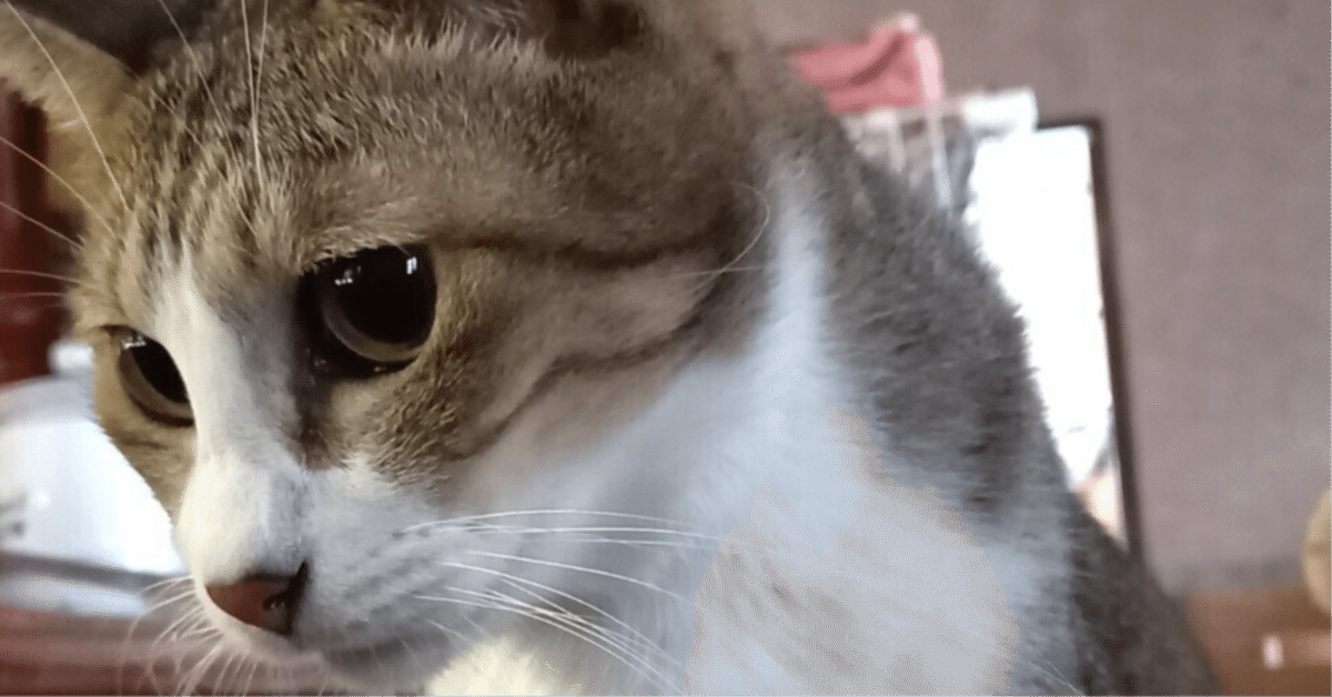 ああ、私の愛した”宮崎駿”は、ずいぶん遠くなりにけり…｜Moosan