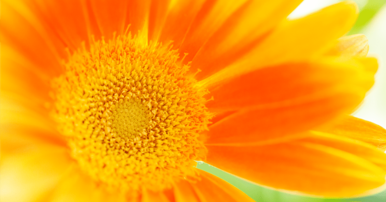 『白鷹町 Project S』最終章 朝焼けの階段｜猫葉 理鈴 (ねこば りず)