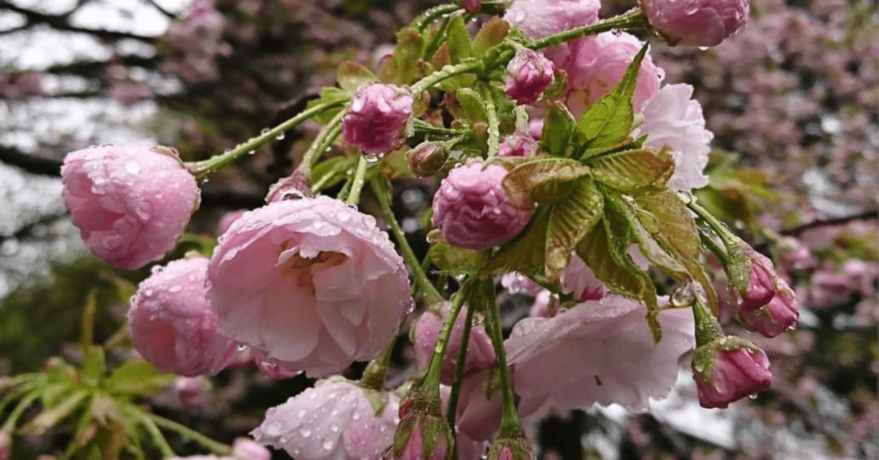 🌊うお座(2/19~3/20)に効くダイエット・美容アファメーション15選｜みずは。