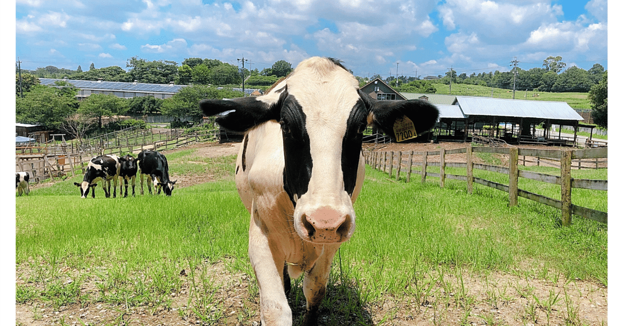 140字小説 『ほころびタンシチュー』 #毎週ショートショートnote【そうカンタンじゃない編】｜193