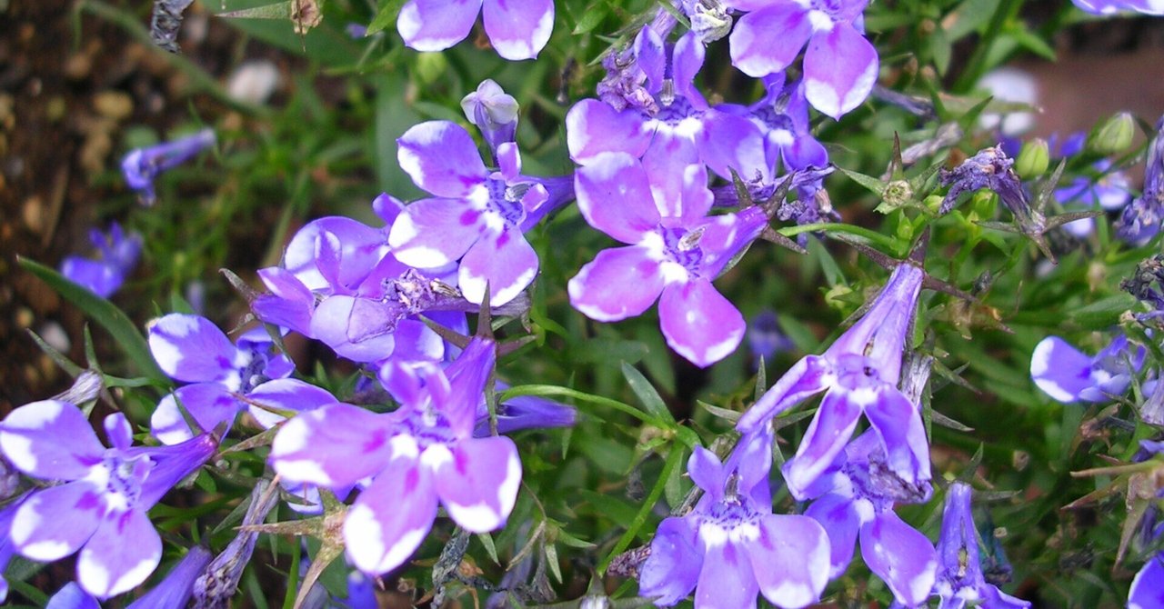 ページタイトル用｜MITSUDA Tetsuo