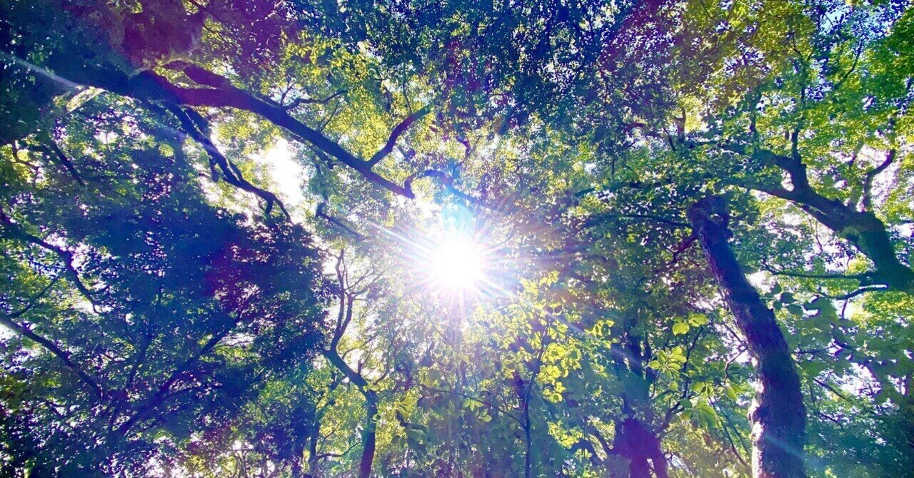 不良の森は静か｜masaki_silent