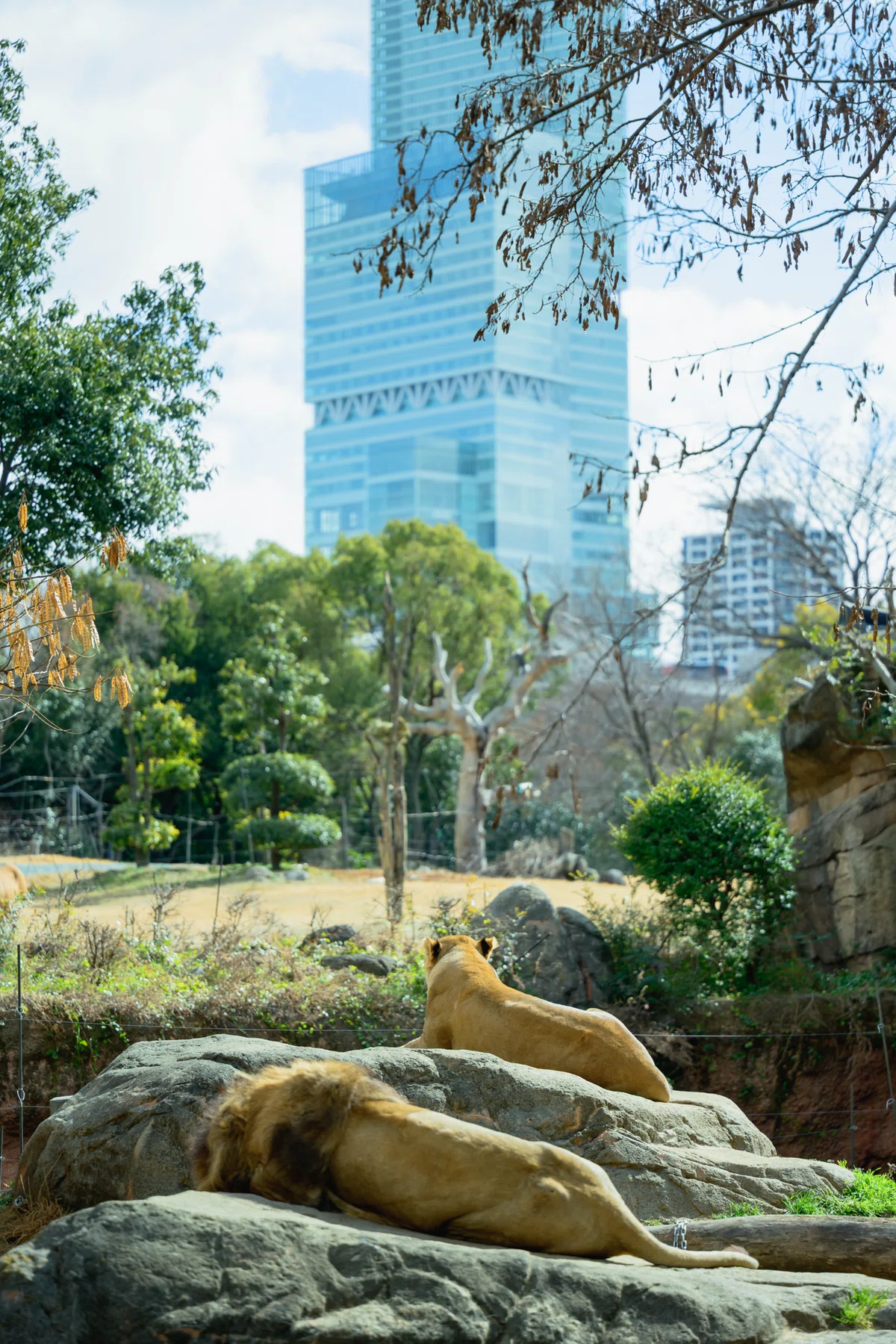 [Z6III] I went to the zoo with the TAMRON 90mm F2.8 MACRO｜マサヒデ | カメラのnote