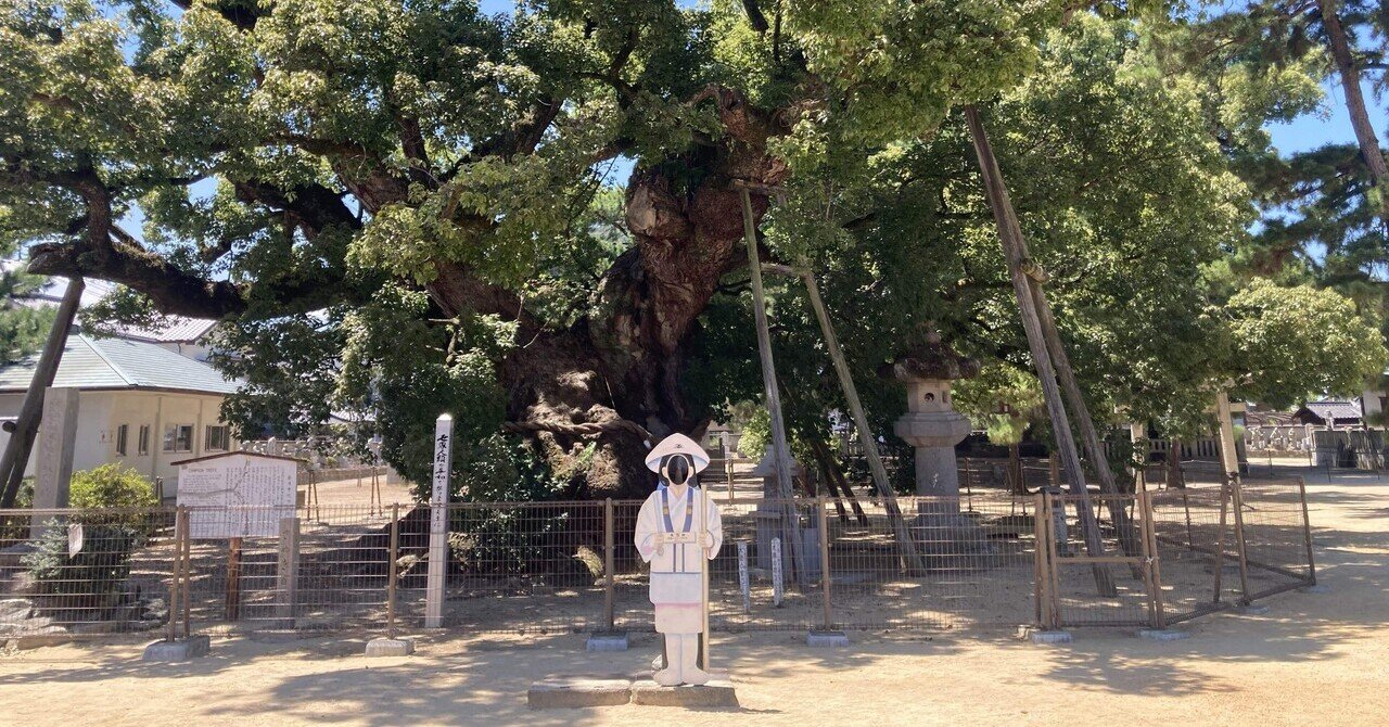 善通寺 楠木｜Yoko Watanabe