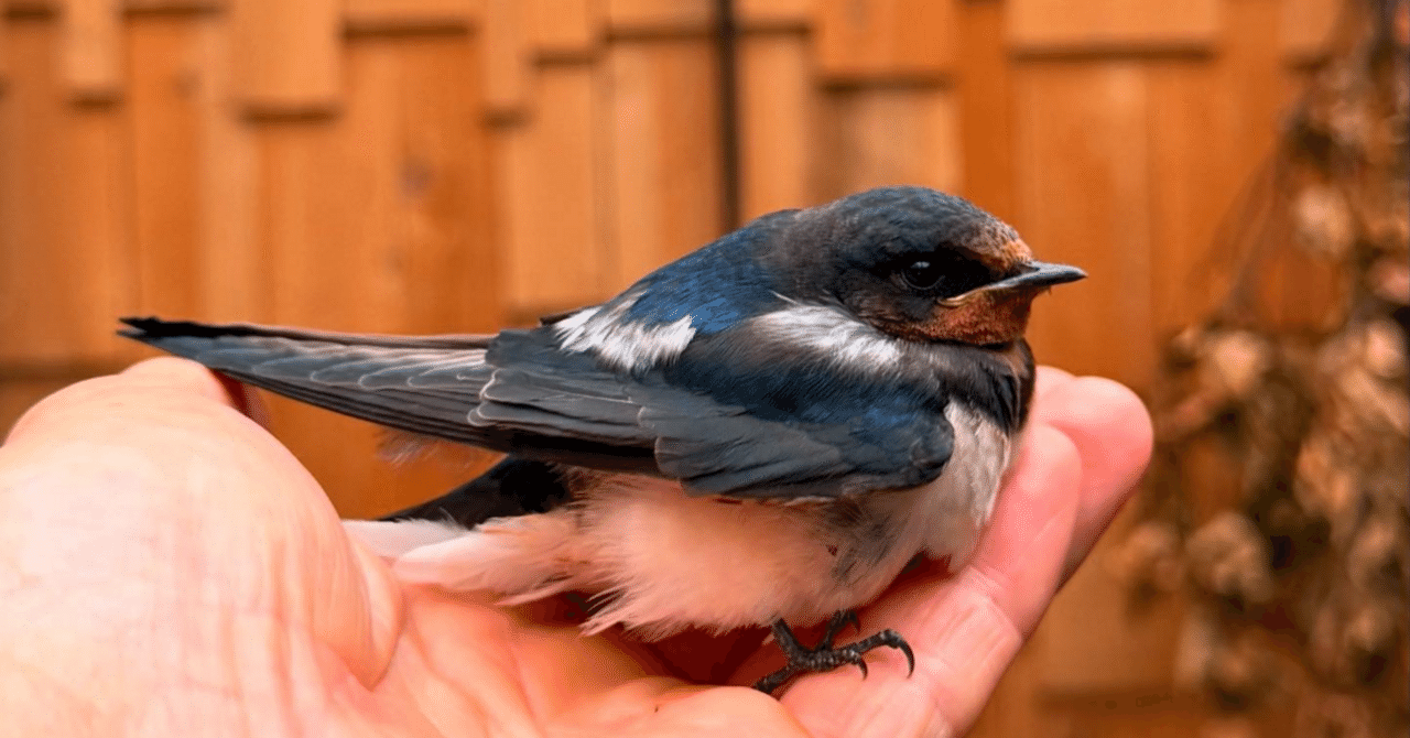 「ツバメくん！ 君は空飛ぶシャケじゃないか！」｜Dan Takuma
