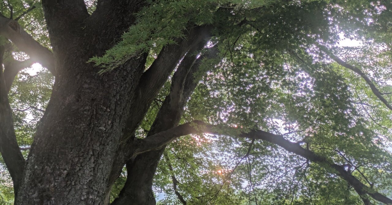 第4巻歌番号569番 歌/作者 麻田陽春｜ichiro70