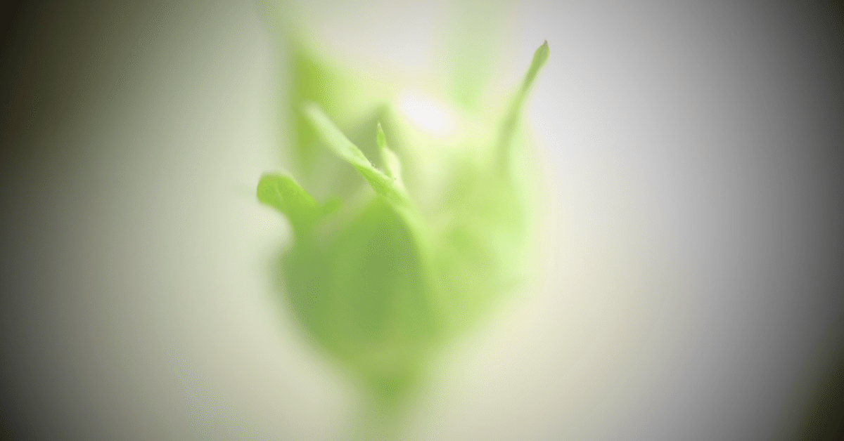 花みくじ｜Cosmic Suzu