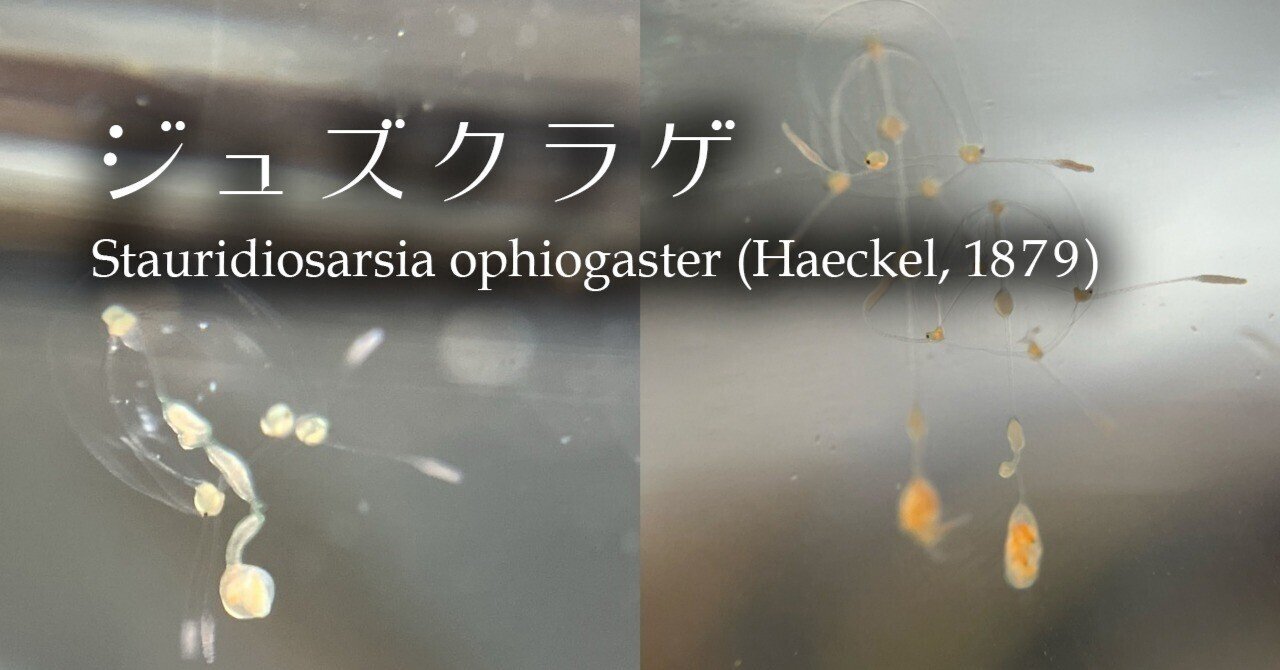 ジュズクラゲ｜さとうかよこ（きらら舎）