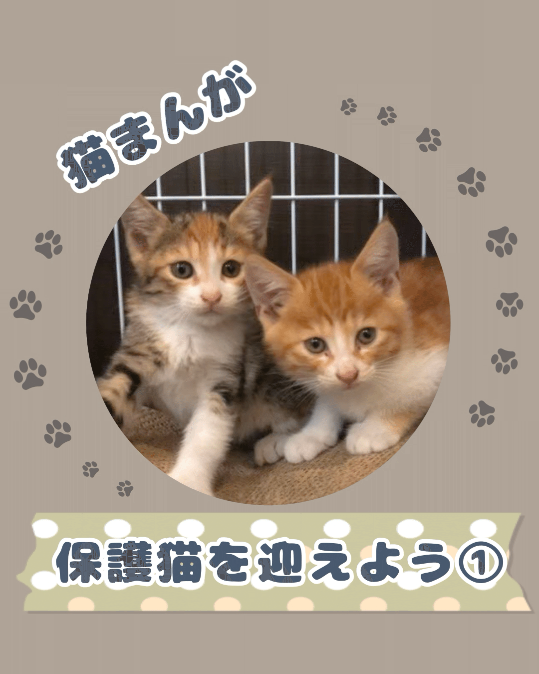 かわいいさん達と暮らす第71話『保護猫を迎えよう①』【猫マンガ】｜カルダモン 猫まんが