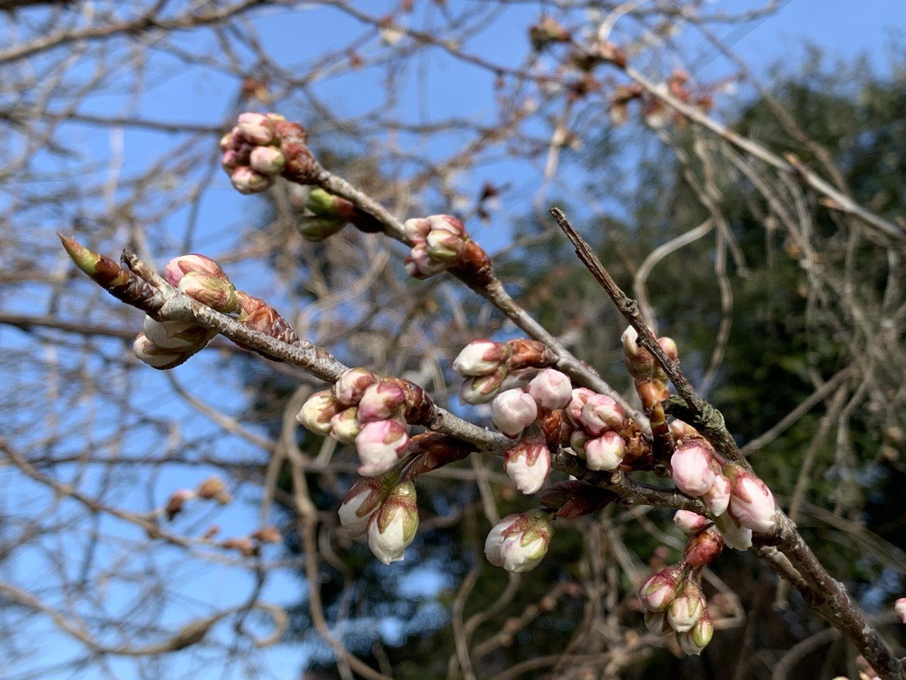 朝の風景｜kochan_tk｜note