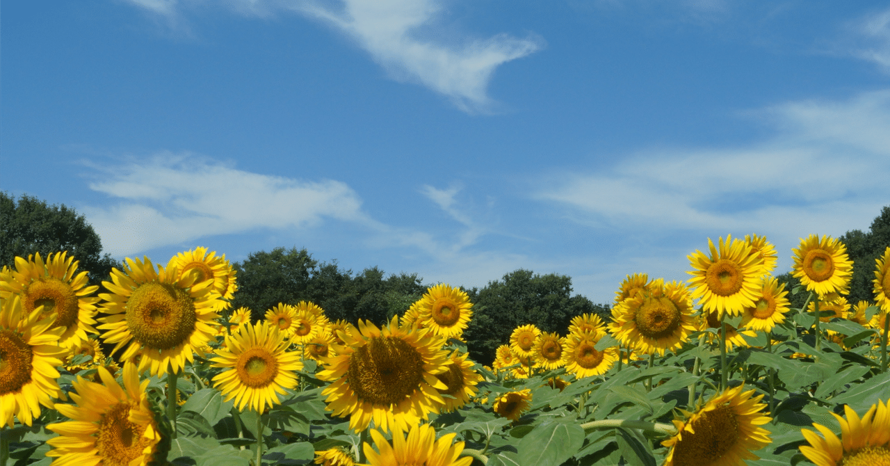 母のケアプラン作成は娘の保活に似ている｜7月15日｜iju